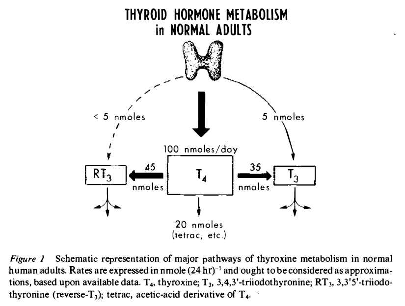 Several fallacies in the TSH-T4 paradigm of thyroid therapy – Thyroid ...