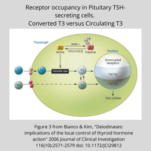 What can prevent T3 from getting into thyroid receptors? – Thyroid ...