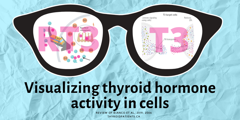 Visualizing thyroid hormone activity in cells: T3 and RT3 in context ...