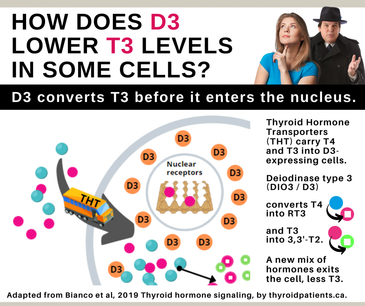 Memes and Infographics – Thyroid Patients Canada