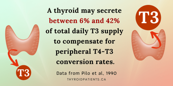 Summary: T3 secretion and T4-T3 conversion – Thyroid Patients Canada
