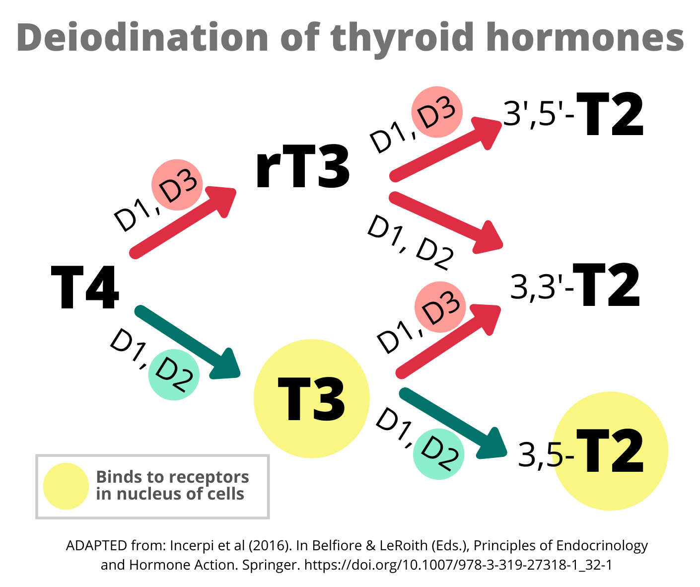 Tissue RNA expression of DIO1, DIO2, and DIO3 – Thyroid Patients Canada