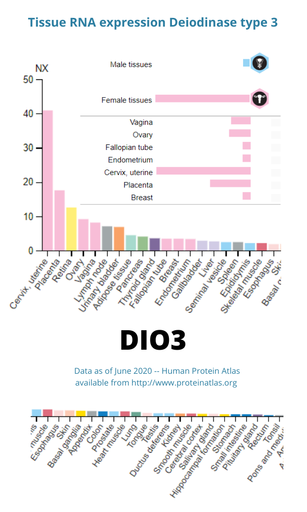 Tissue RNA expression of DIO1, DIO2, and DIO3 – Thyroid Patients Canada