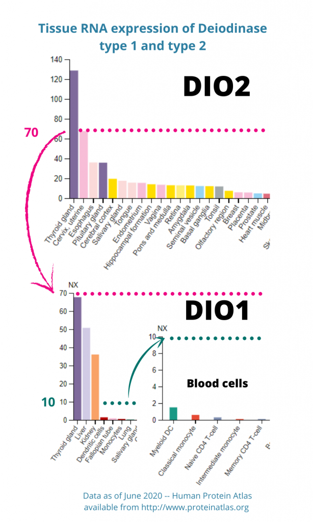Tissue RNA expression of DIO1, DIO2, and DIO3 – Thyroid Patients Canada