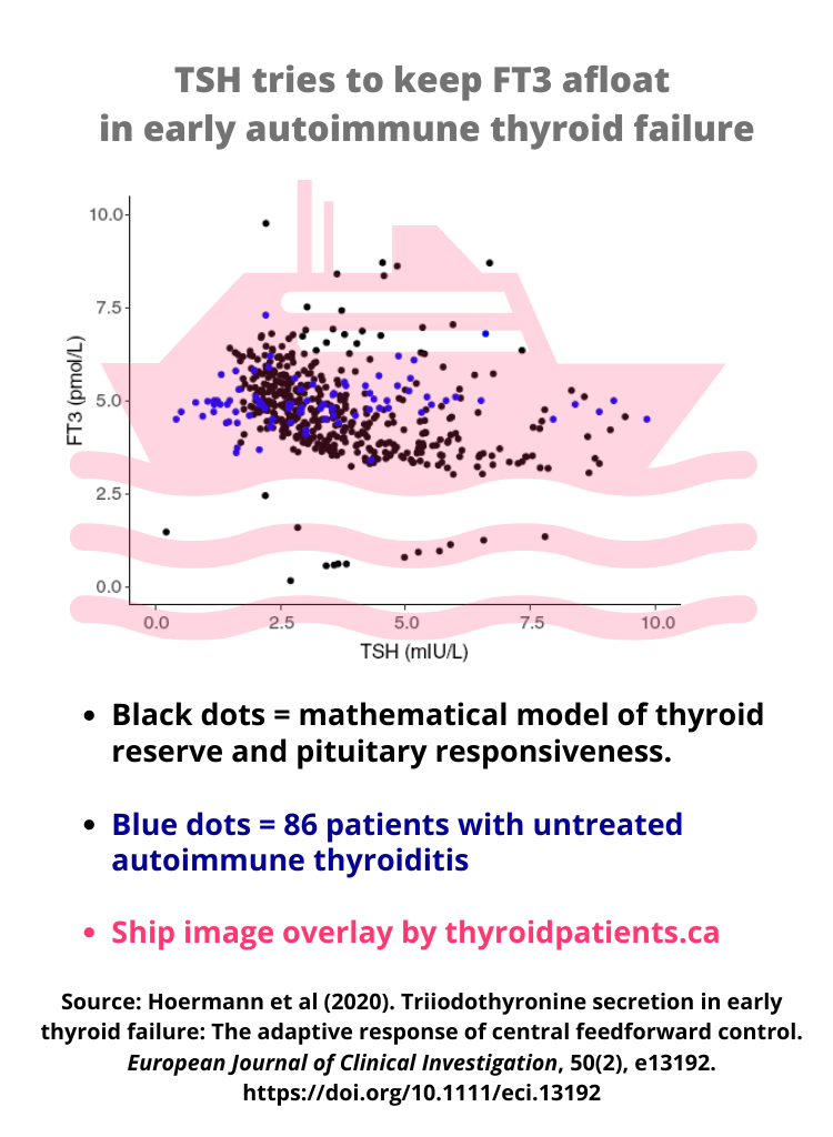 The significance of the TSH-FT3 circadian rhythm – Thyroid Patients Canada